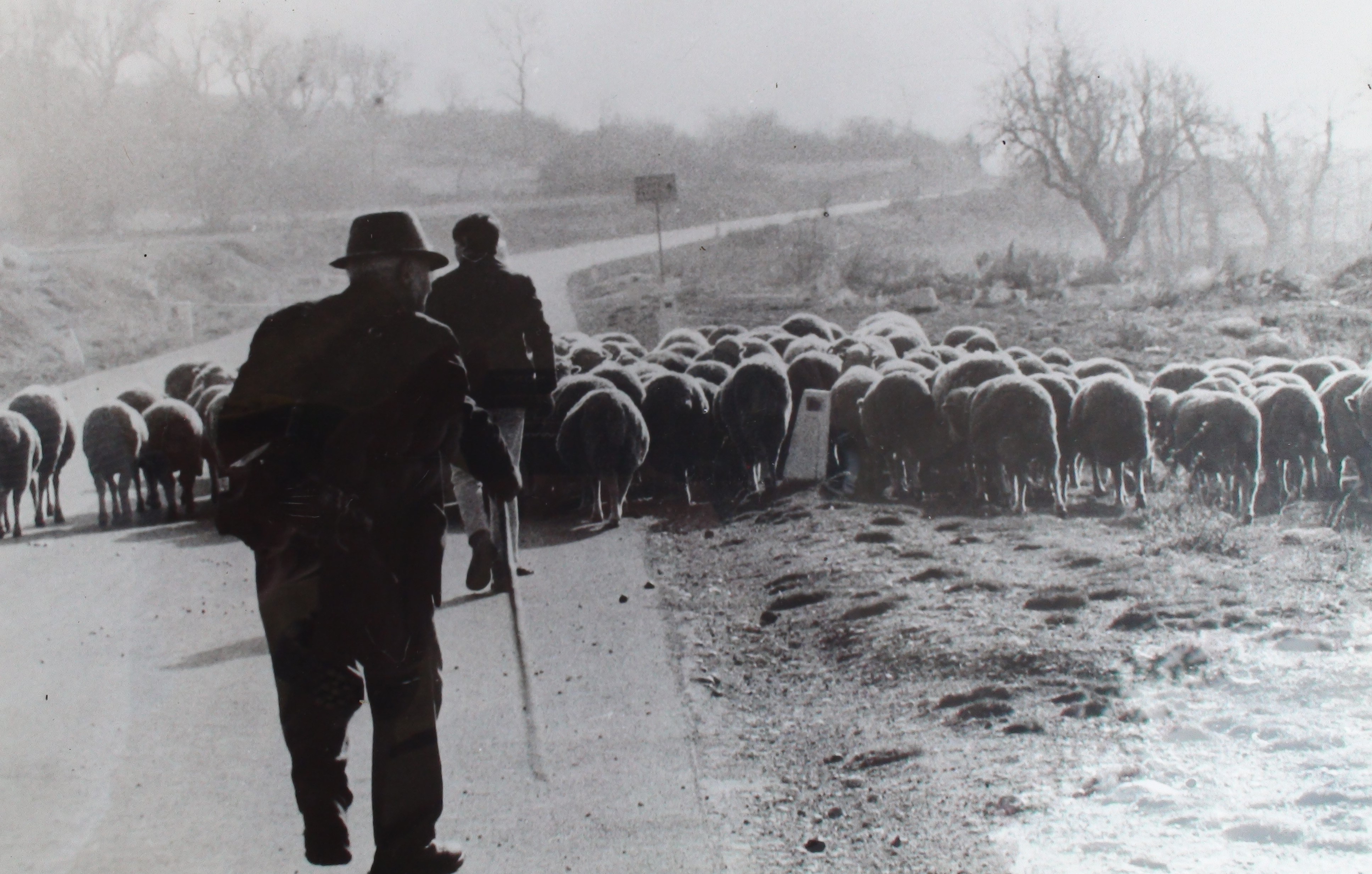 La transumanza - Agnello del Centro Italia